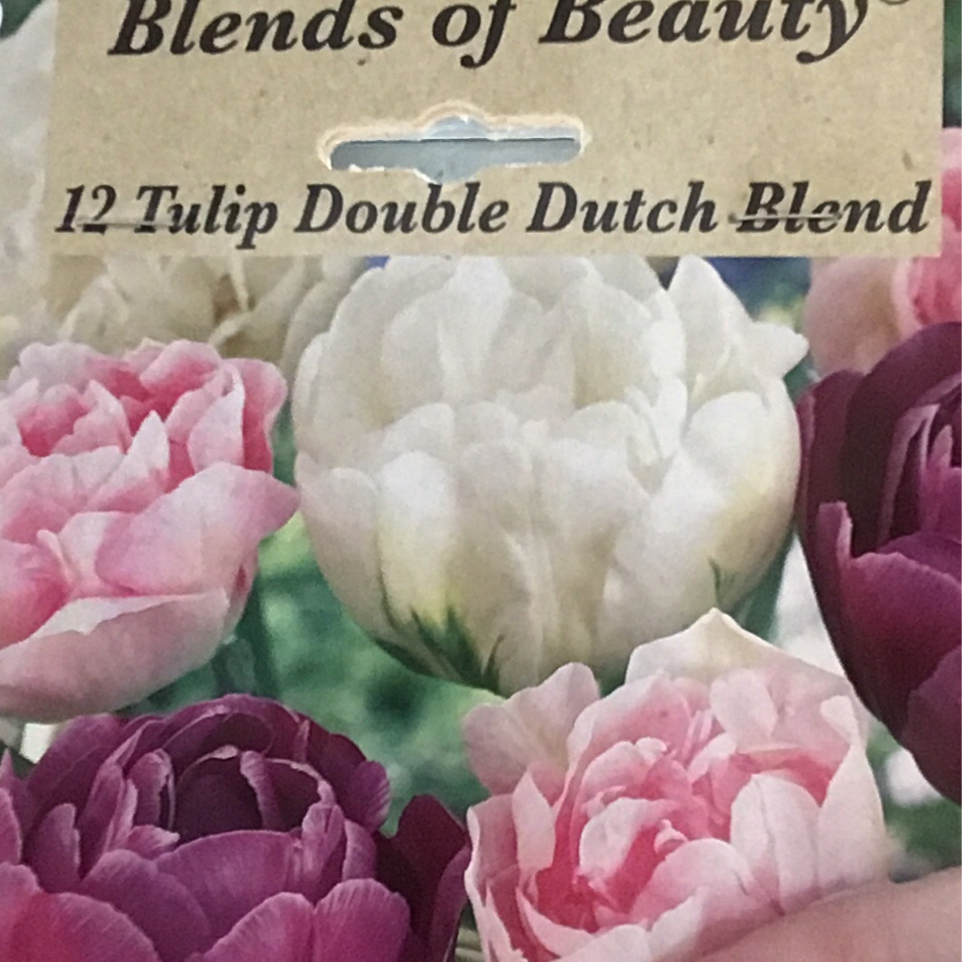 Tulip Bulbs - Double Dutch Blend | The GreeneHouse