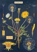 Dandelion Chart Poster | The GreeneHouse