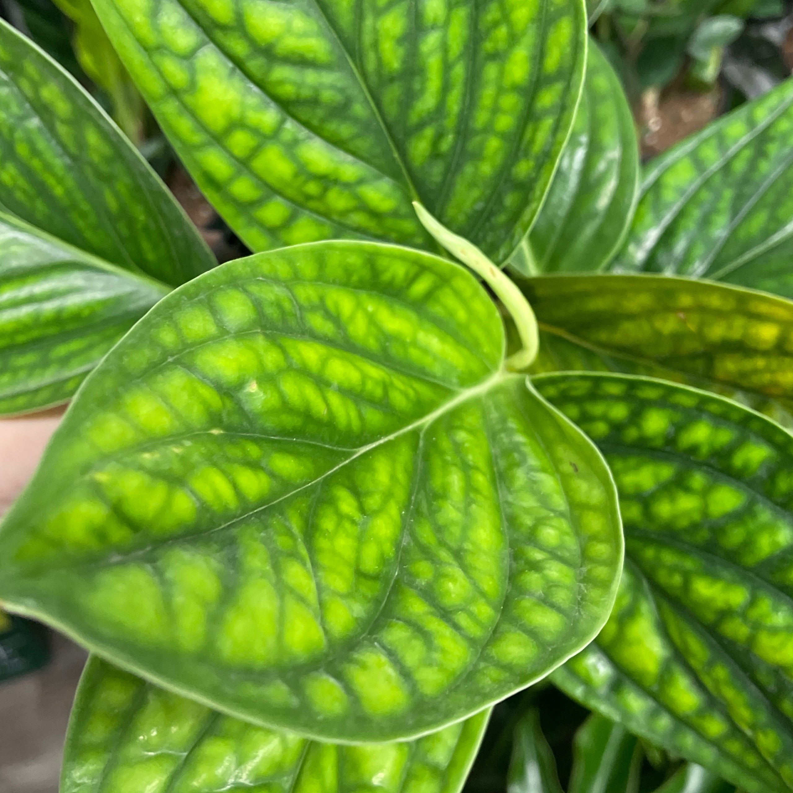 Philodendron Green Galaxy 6” Pot | The GreeneHouse